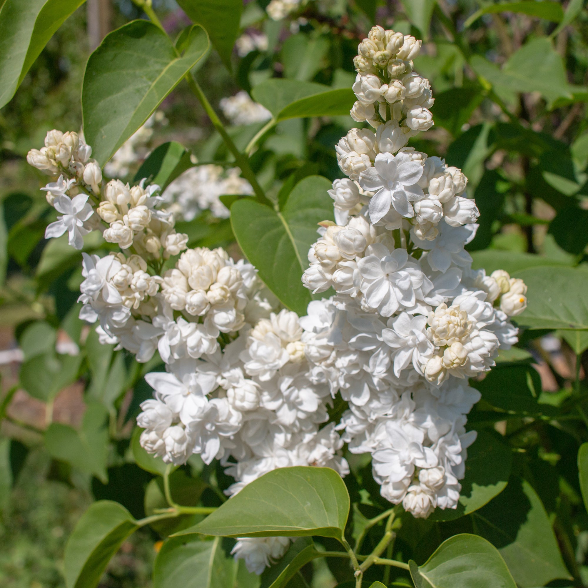 Lilas double blanc - Syringa vulgaris Madame Lemoine