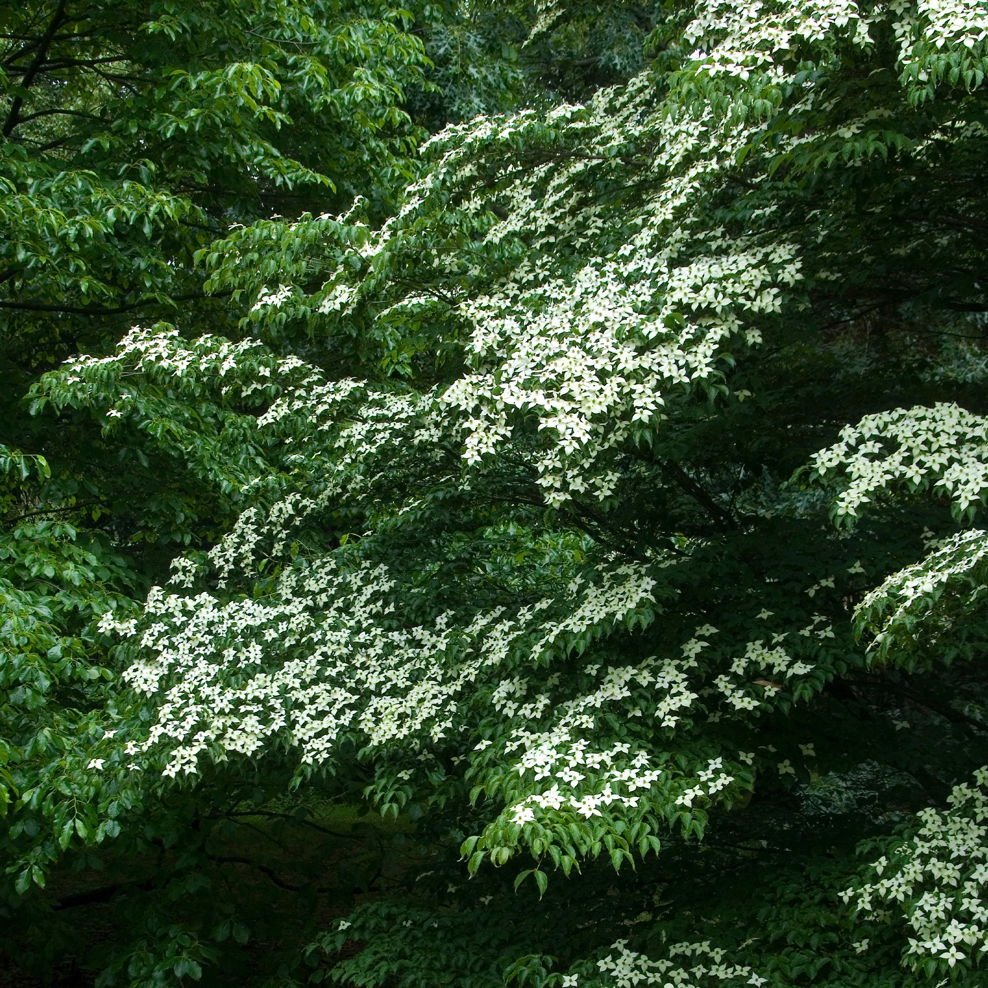 Cornouiller du Japon - Cornus kousa