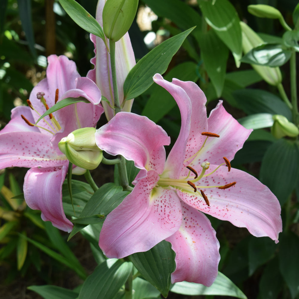 Bulbes Lis asiatiques Levi - Lilium 'levi'