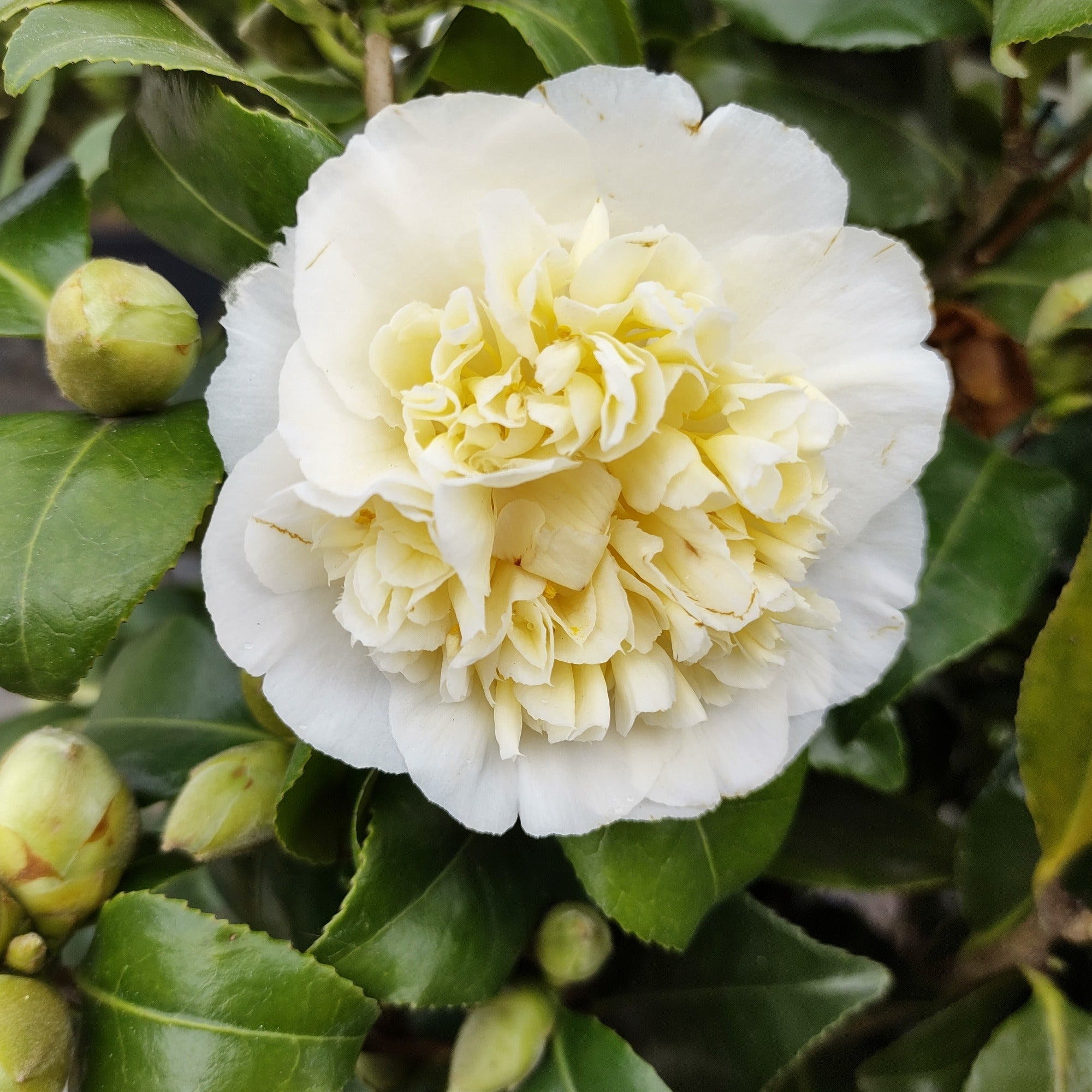 Découvrez les différentes variétés de camélia japonica et comment les