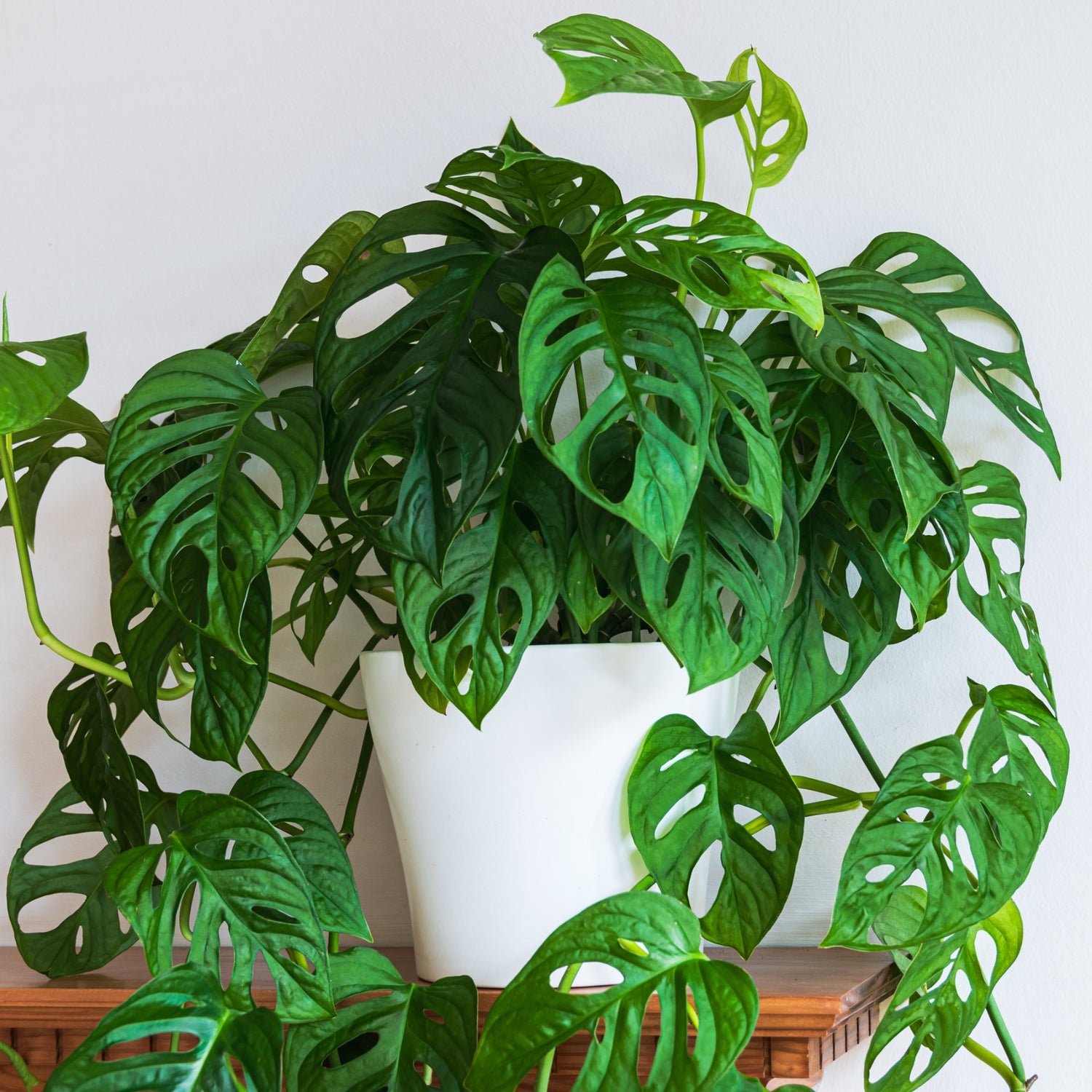 Philodendron Monstera Monkey Mask - Monstera deliciosa monkey mask