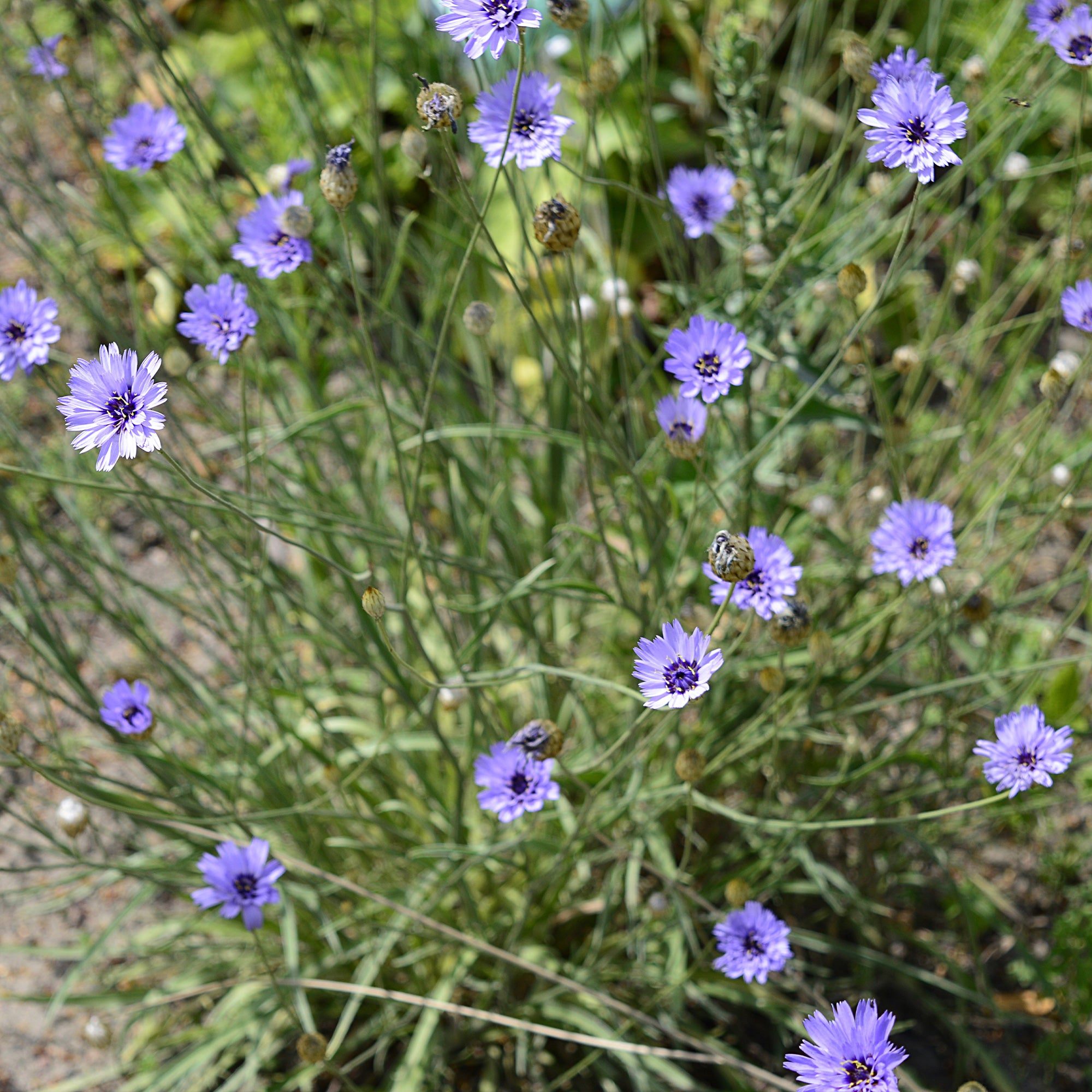 Catananche bleue - Cupidone - Catananche caerulea