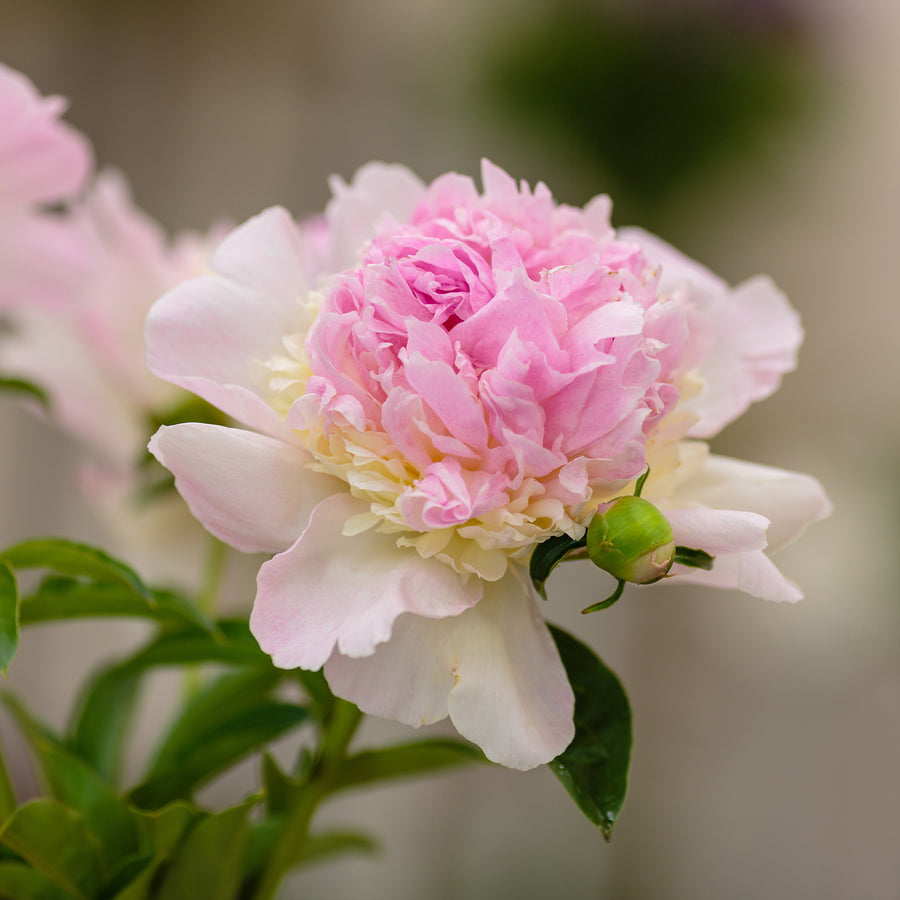 Pivoine Raspberry Sundae - Paeonia lactiflora Raspberry Sundae
