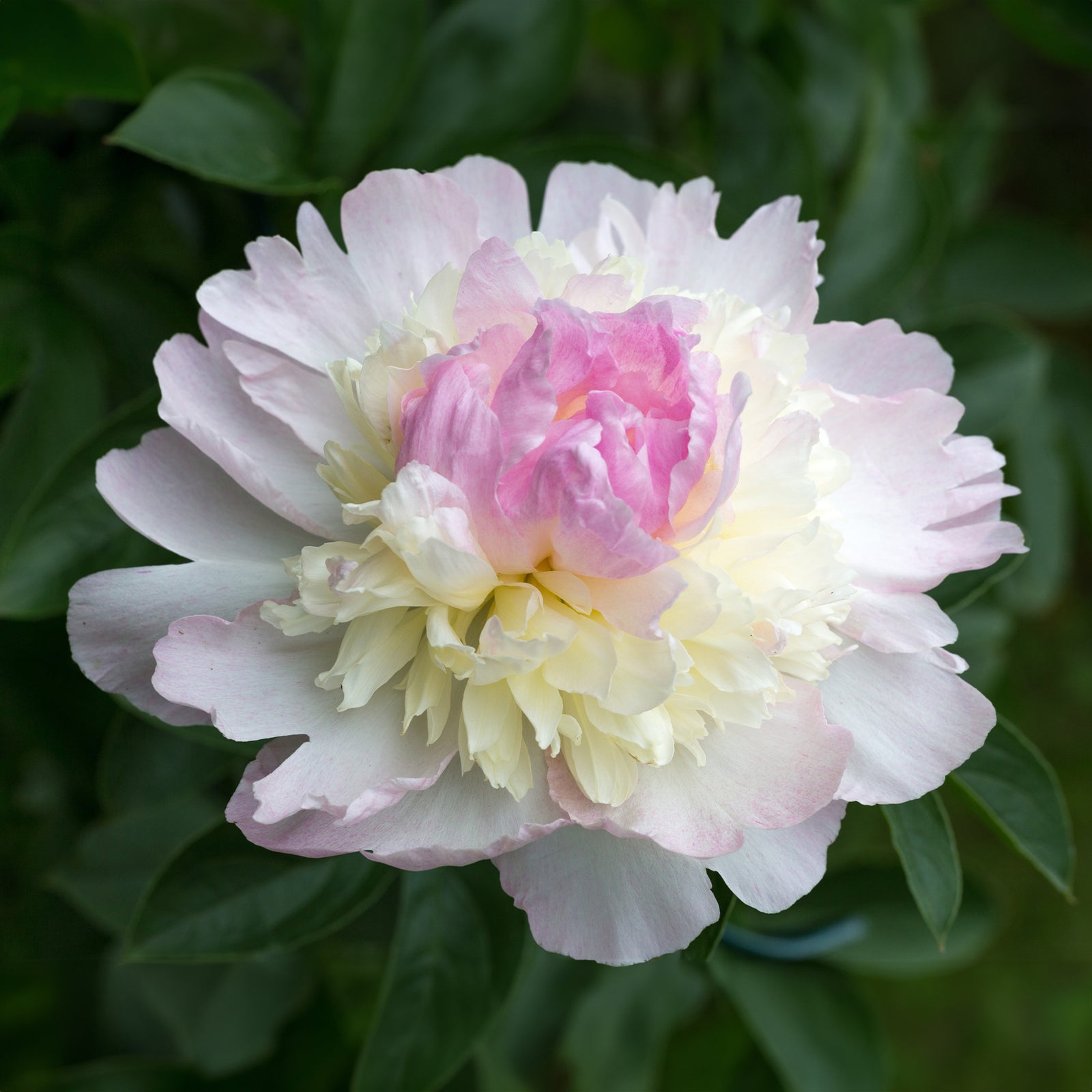 Pivoine Raspberry Sundae - Paeonia lactiflora Raspberry Sundae