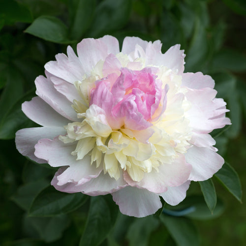 Pivoine Raspberry Sundae - Paeonia lactiflora Raspberry Sundae