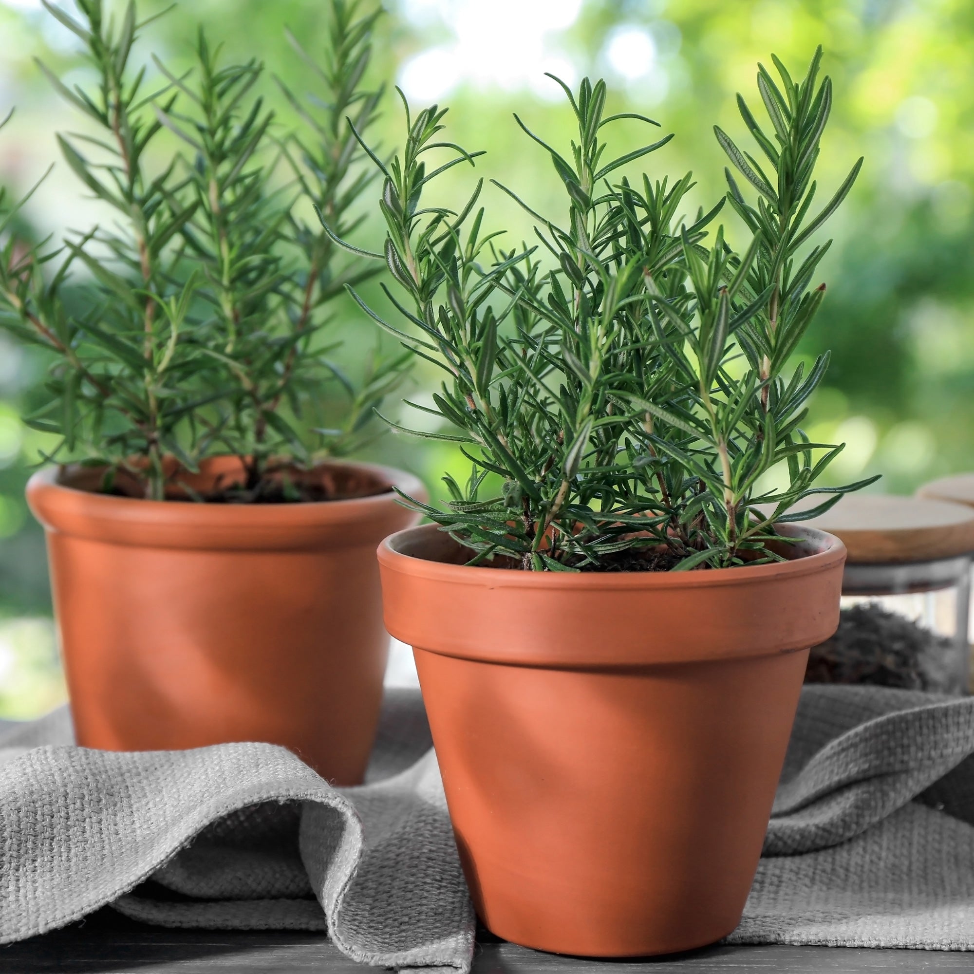 Plant de Romarin - Rosmarinus officinalis