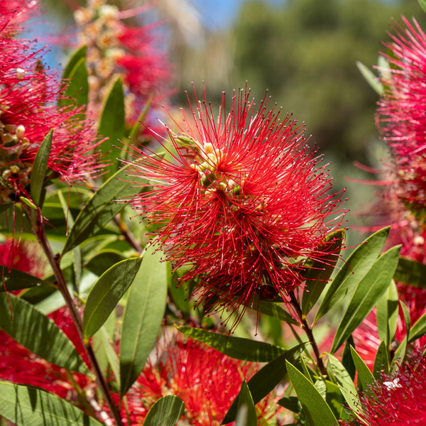 Callistemon Hot Pink - Rince-bouteille rose - Callistemon viminalis hot ...