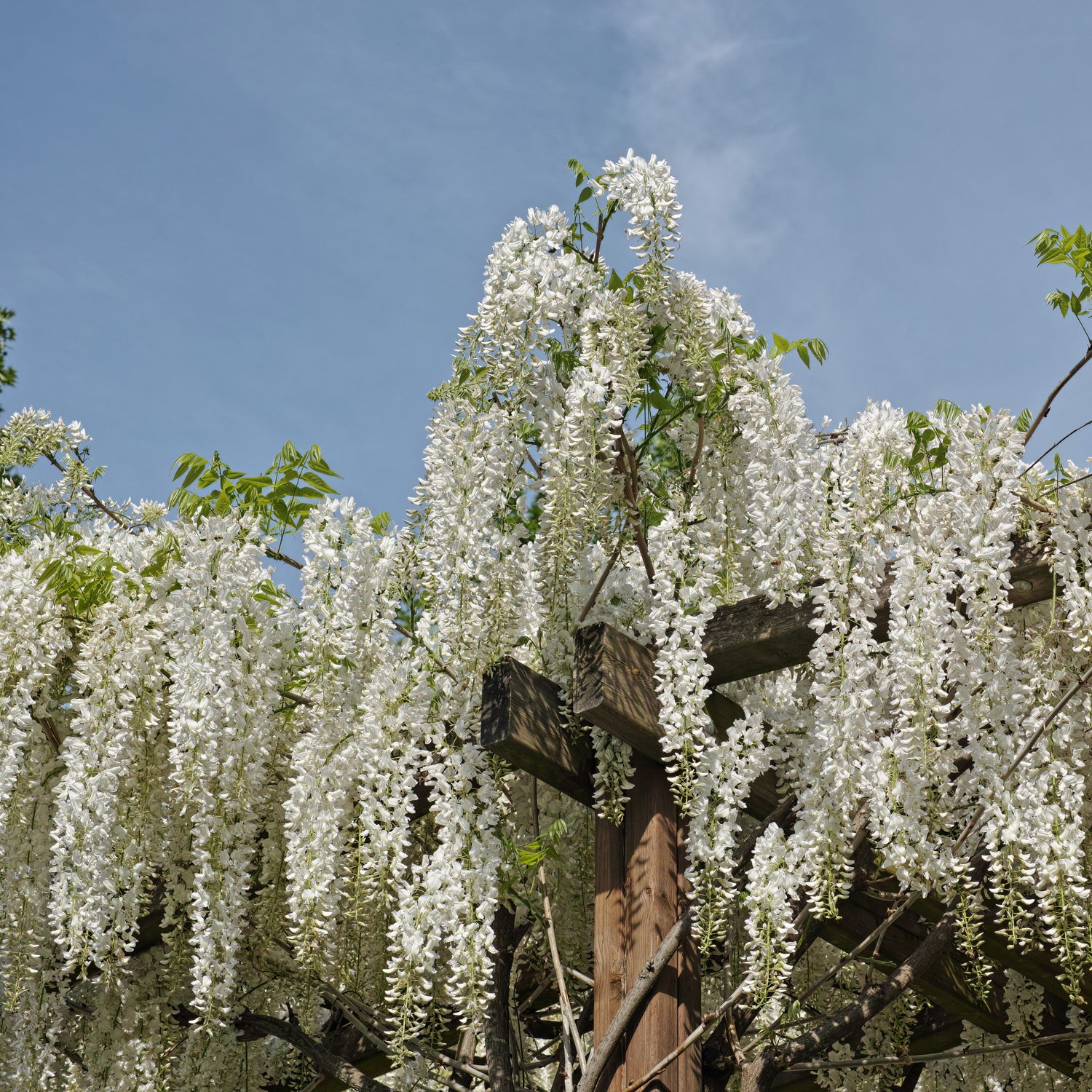 Glycine blanche sur tige - Wisteria sinensis alba