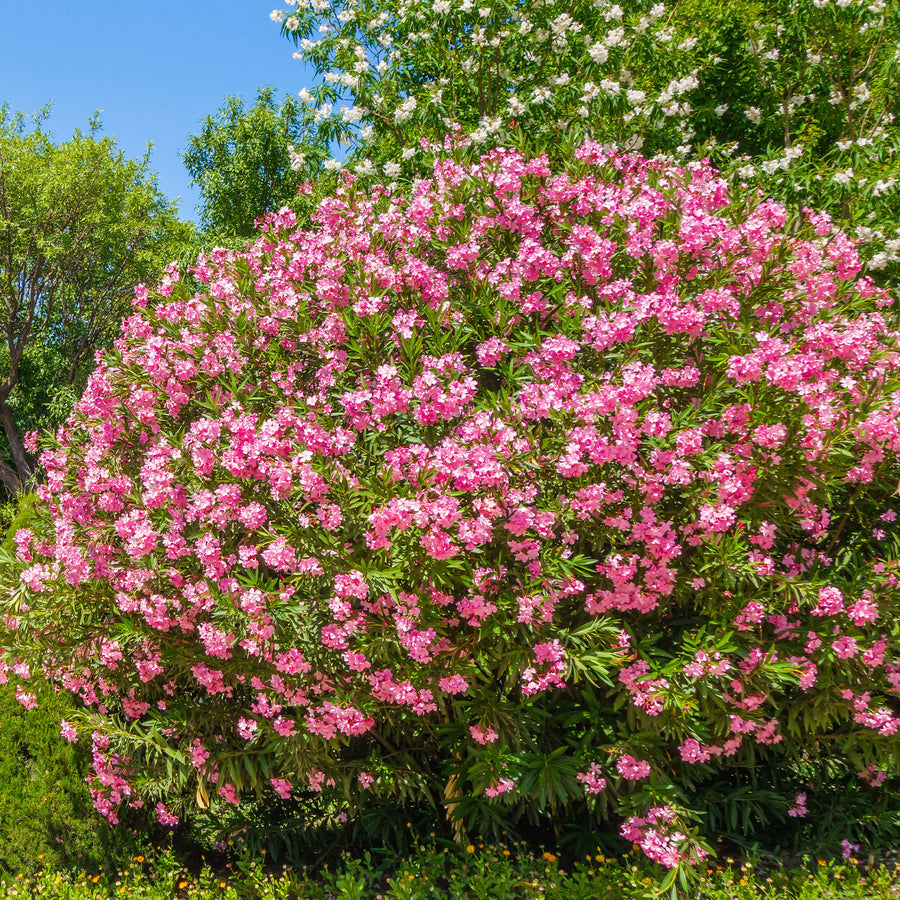 Laurier-rose à fleurs blanches - Nerium oleander white