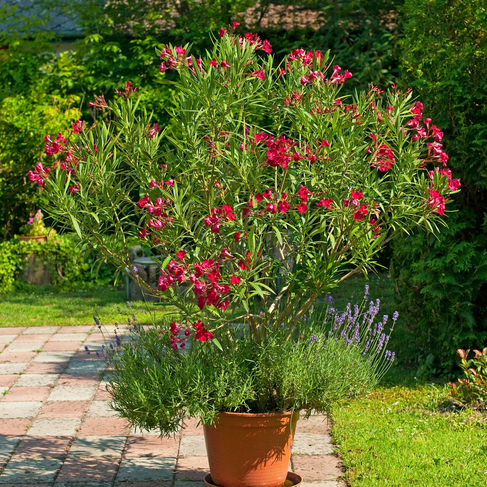 Laurier-rose à fleurs blanches - Nerium oleander white