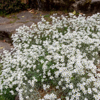 Saxifrage mousse Peter Pan - Saxifraga peter pan