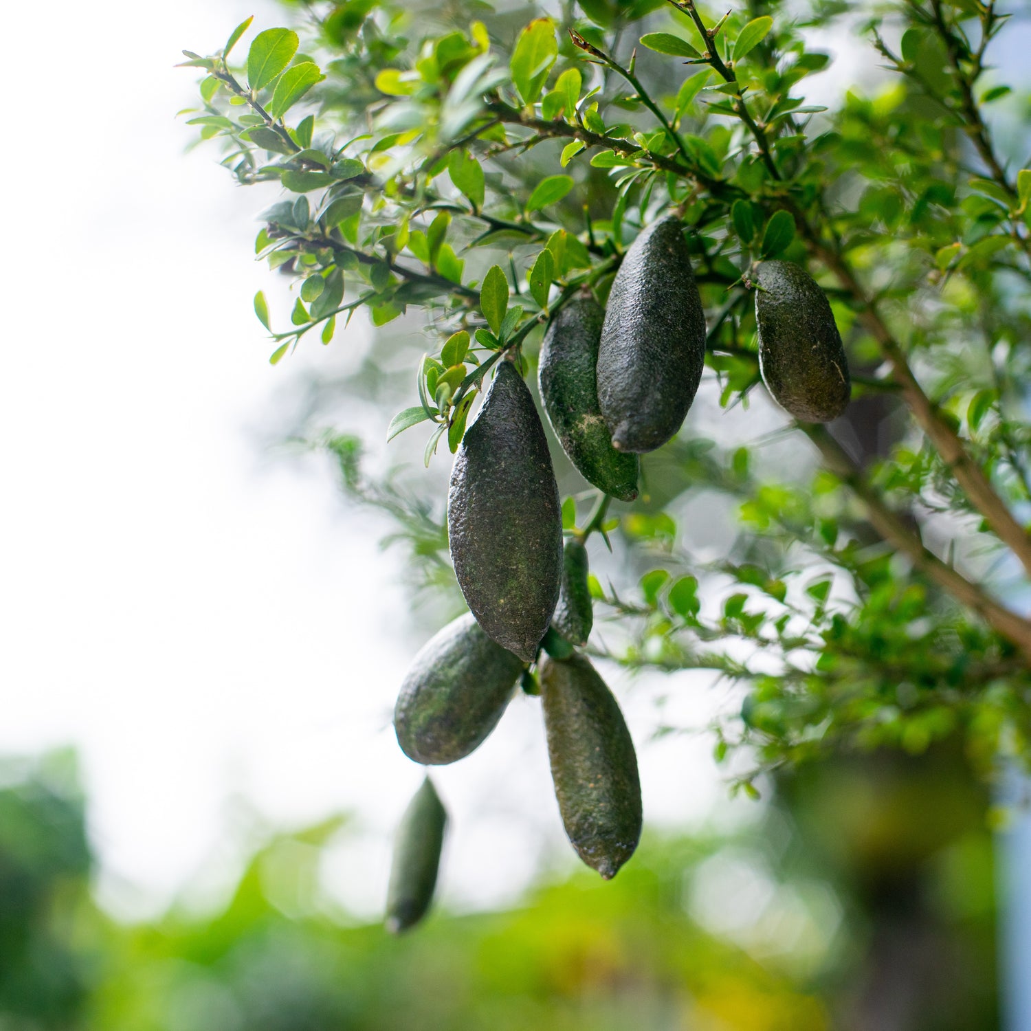 Citron caviar - Citrus australasica