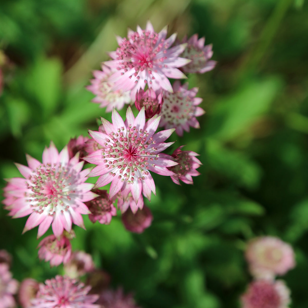 3 Astrances Major rosea - Astrantia major rosea