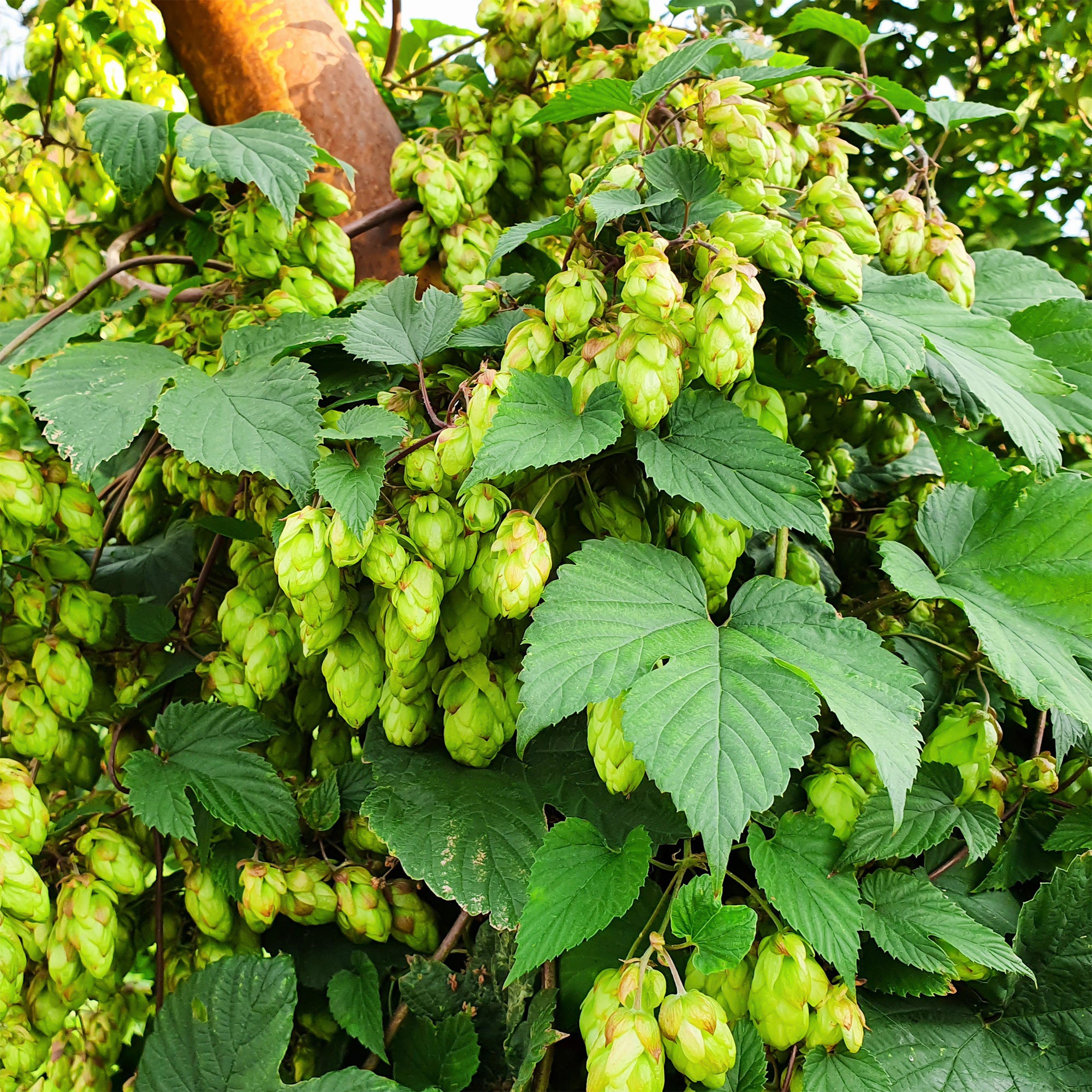 Guide pratique pour cultiver le houblon dans votre jardin
