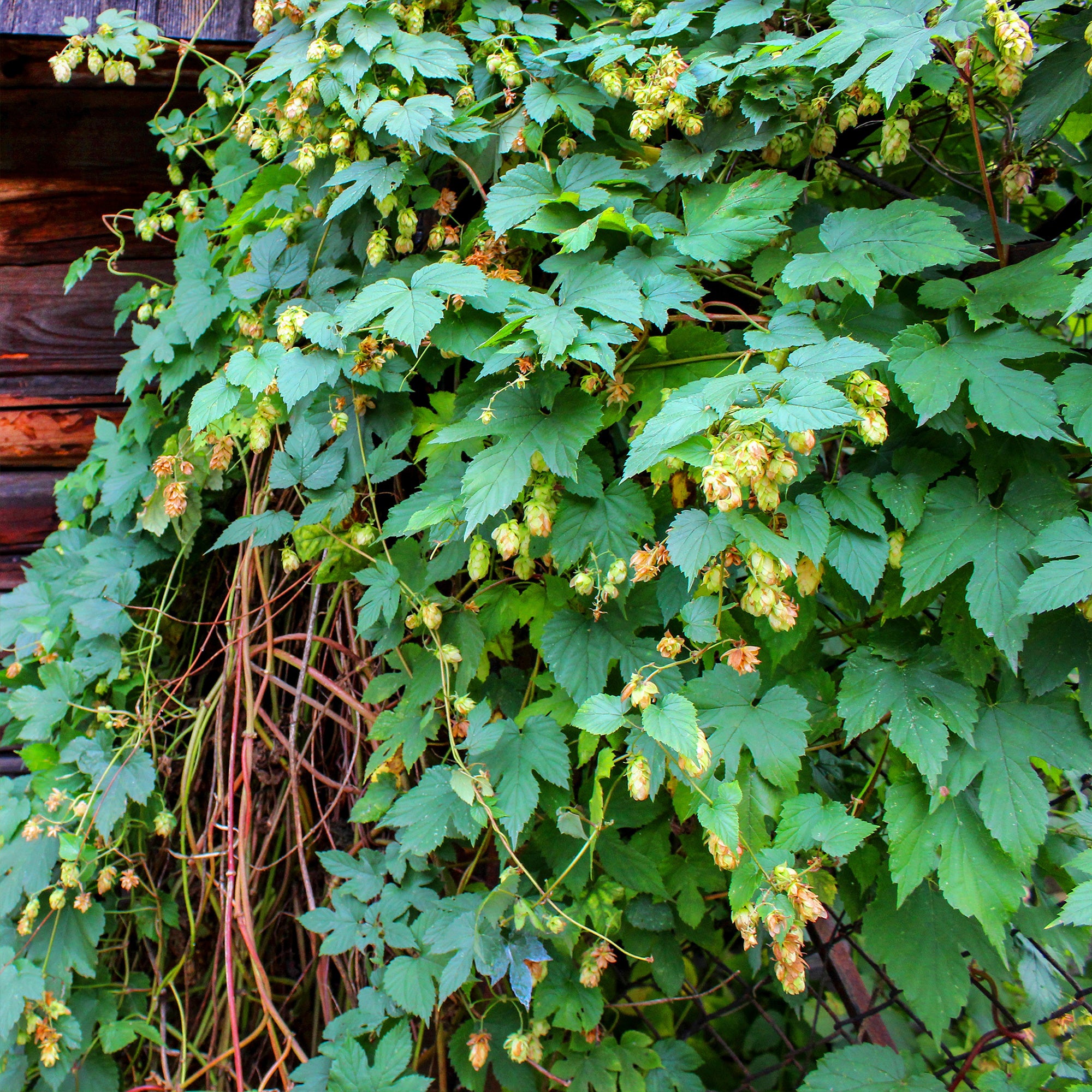 Guide pratique pour cultiver le houblon dans votre jardin
