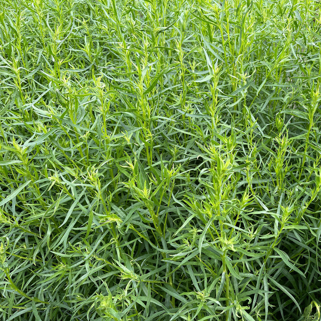 Graines Basilic Thai Siam Queen - Ocimum basilicum siam queen