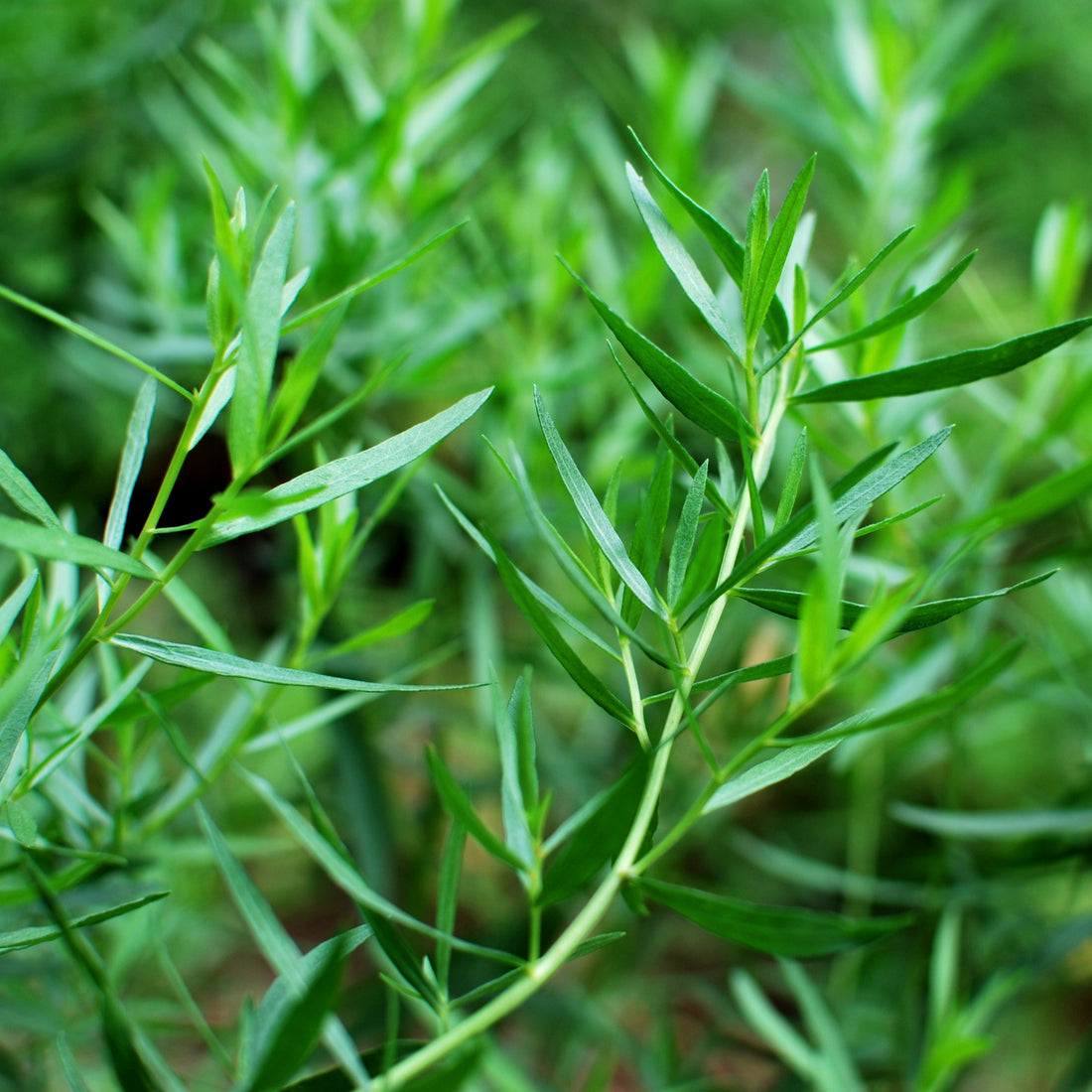 Graines Basilic Thai Siam Queen - Ocimum basilicum siam queen