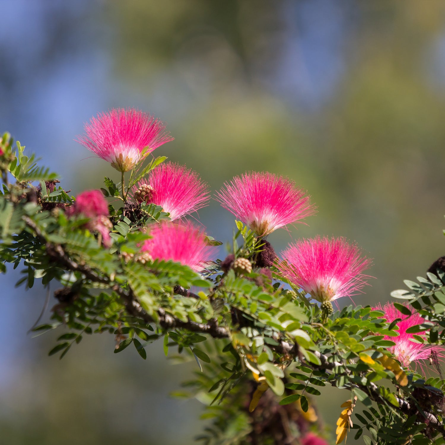Calliandra surinamensis Pink Powder Puff sur tige - Calliandra ...