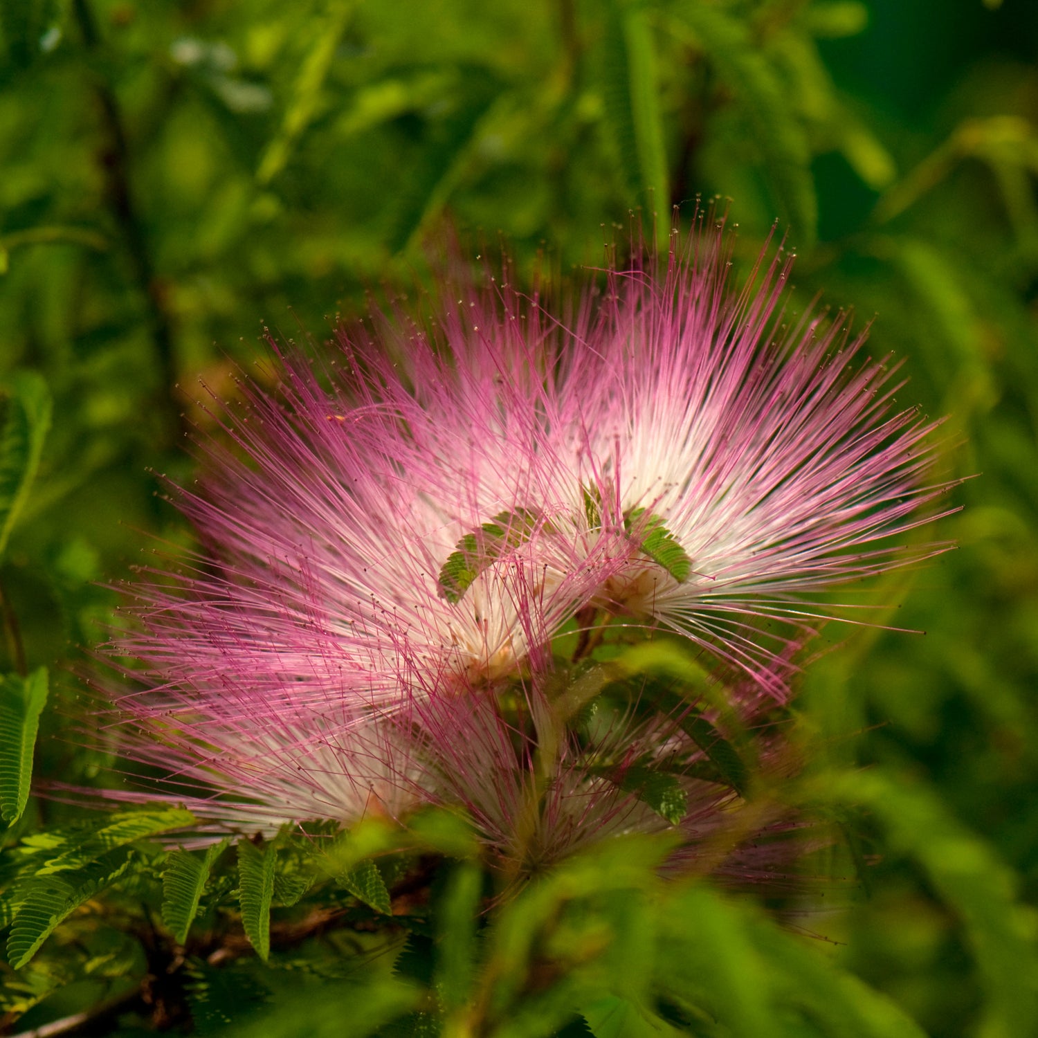 Calliandra surinamensis Pink Powder Puff sur tige - Calliandra ...