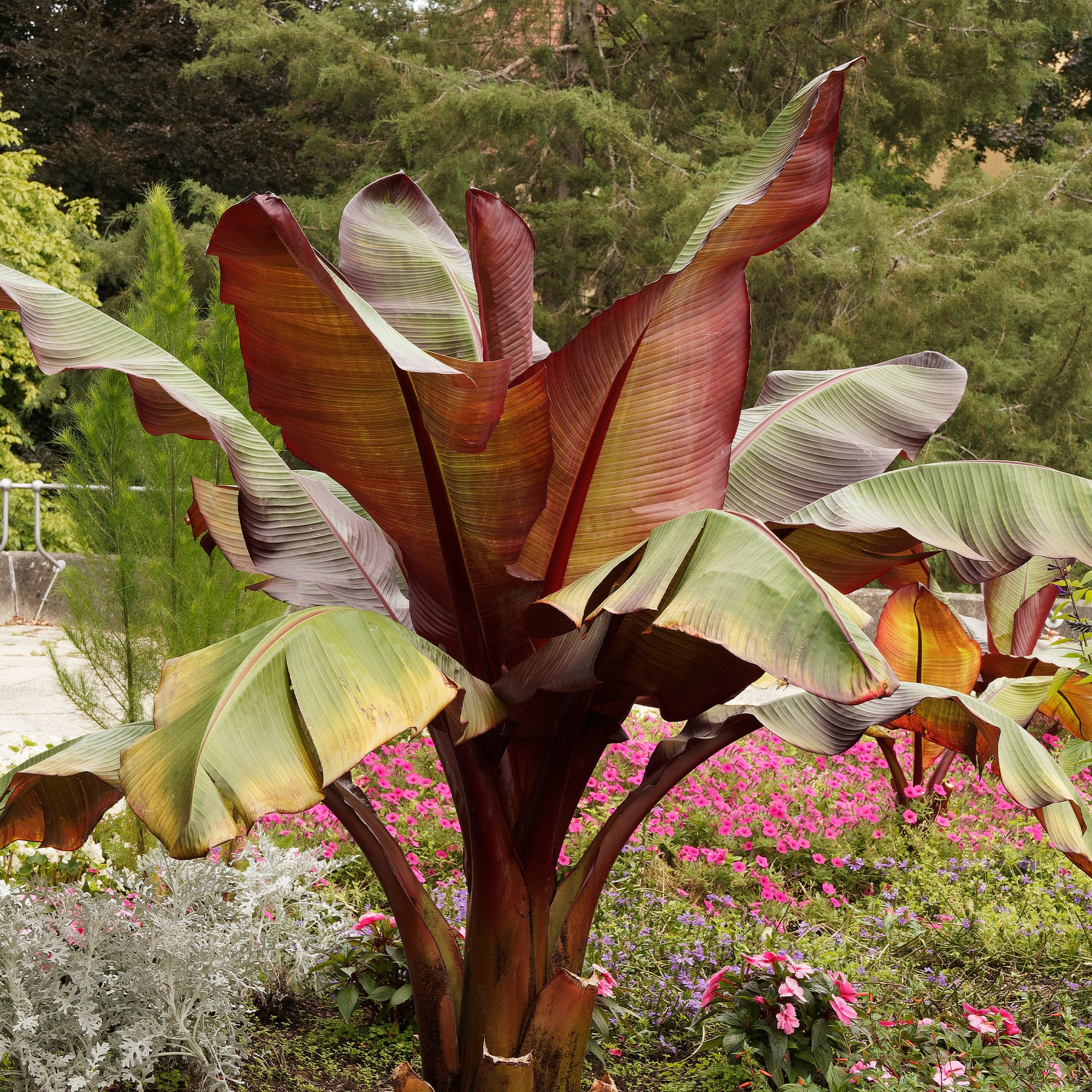 Bananier rouge d'Abyssinie - Ensete ventricosum Maurelii