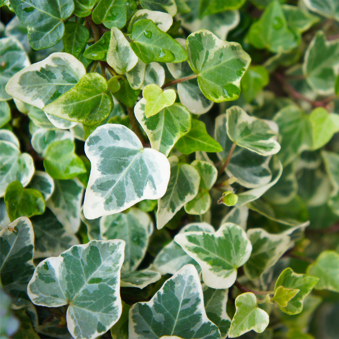 Lierre commun Glacier - Hedera helix Glacier