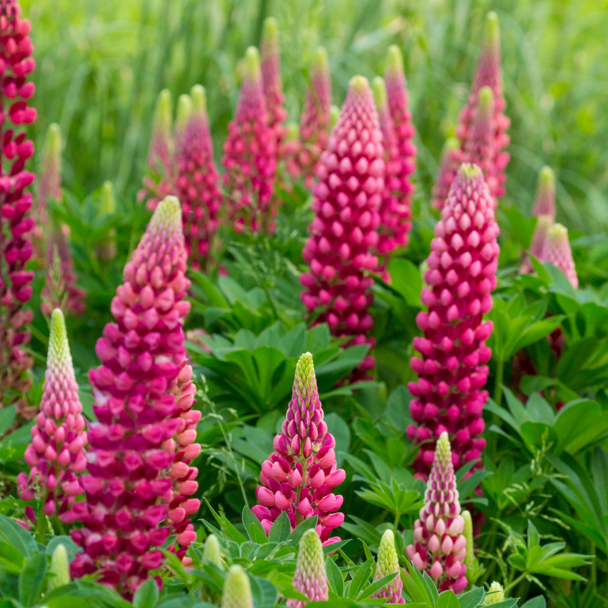 Lupin Gallery Red - Lupinus Gallery Red