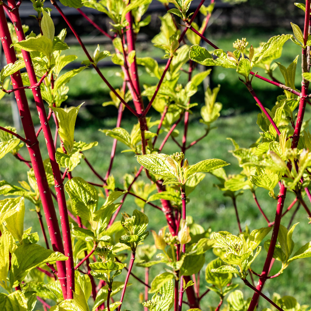 Cornouiller à bois rouge Sibirica - Cornus alba sibirica