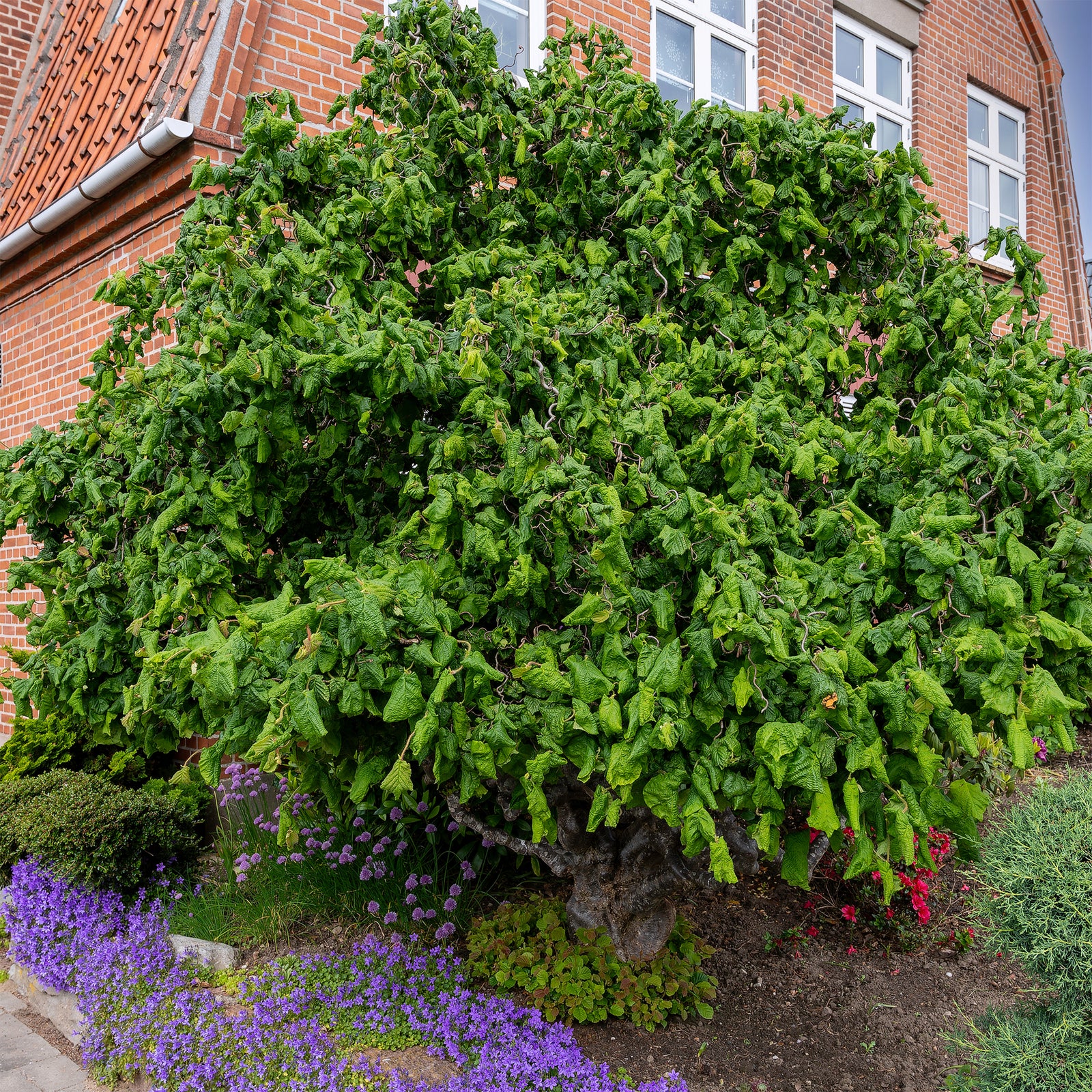 Noisetier tortueux - Corylus avellana 'contorta'