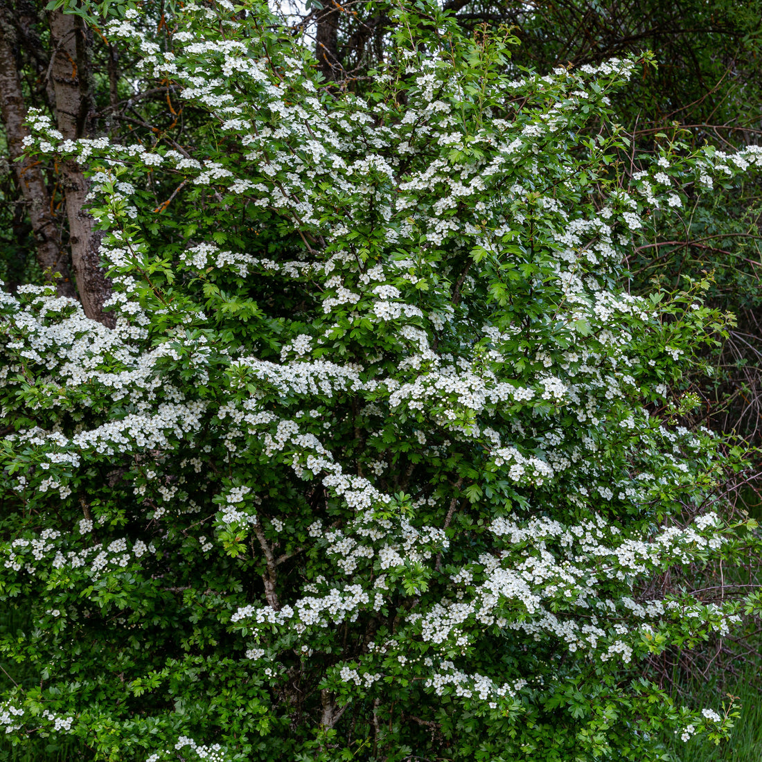 Aubépine - Crataegus monogyna