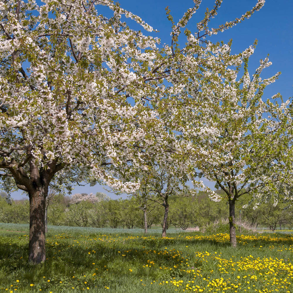 Merisier des oiseaux - Prunus avium