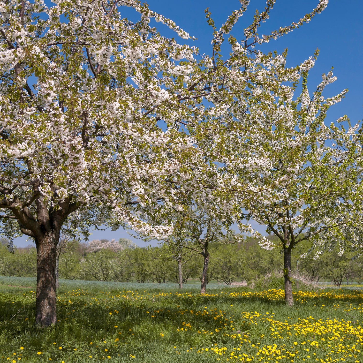 Merisier des oiseaux - Prunus avium