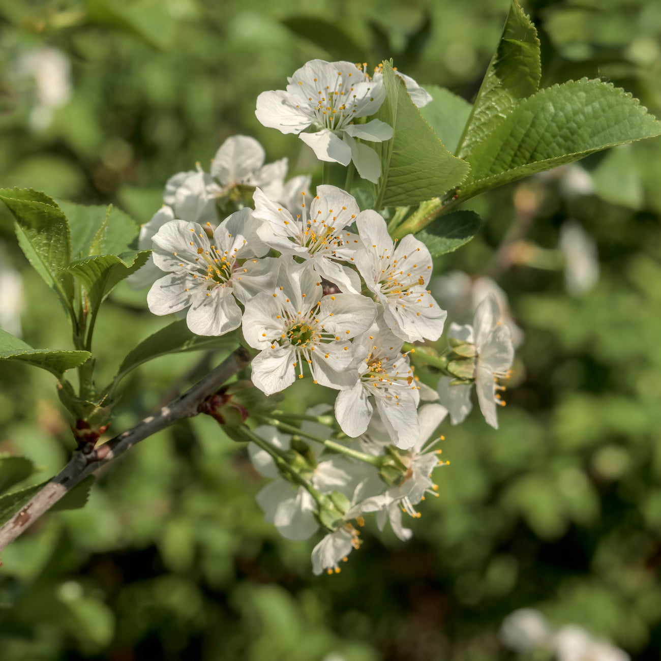 Merisier des oiseaux - Prunus avium