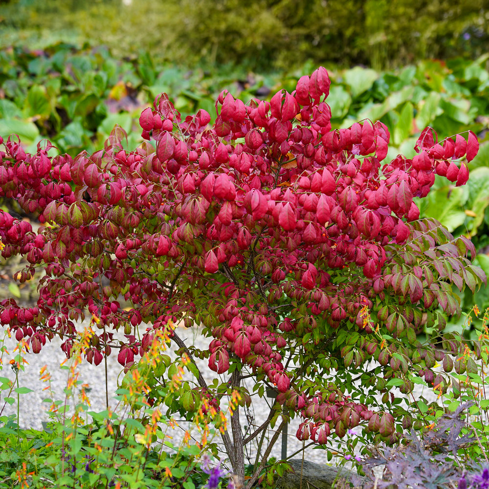 Fusain ailé Compactus - Euonymus alatus compactus