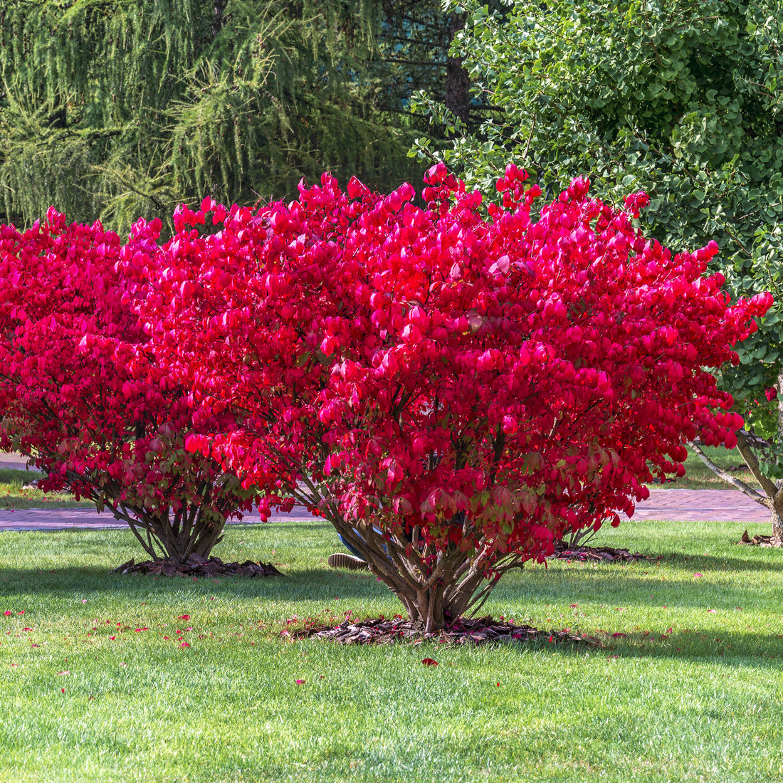 Fusain de Fortune - Euonymus fortunei | Achat, Vente en ligne - Willemse