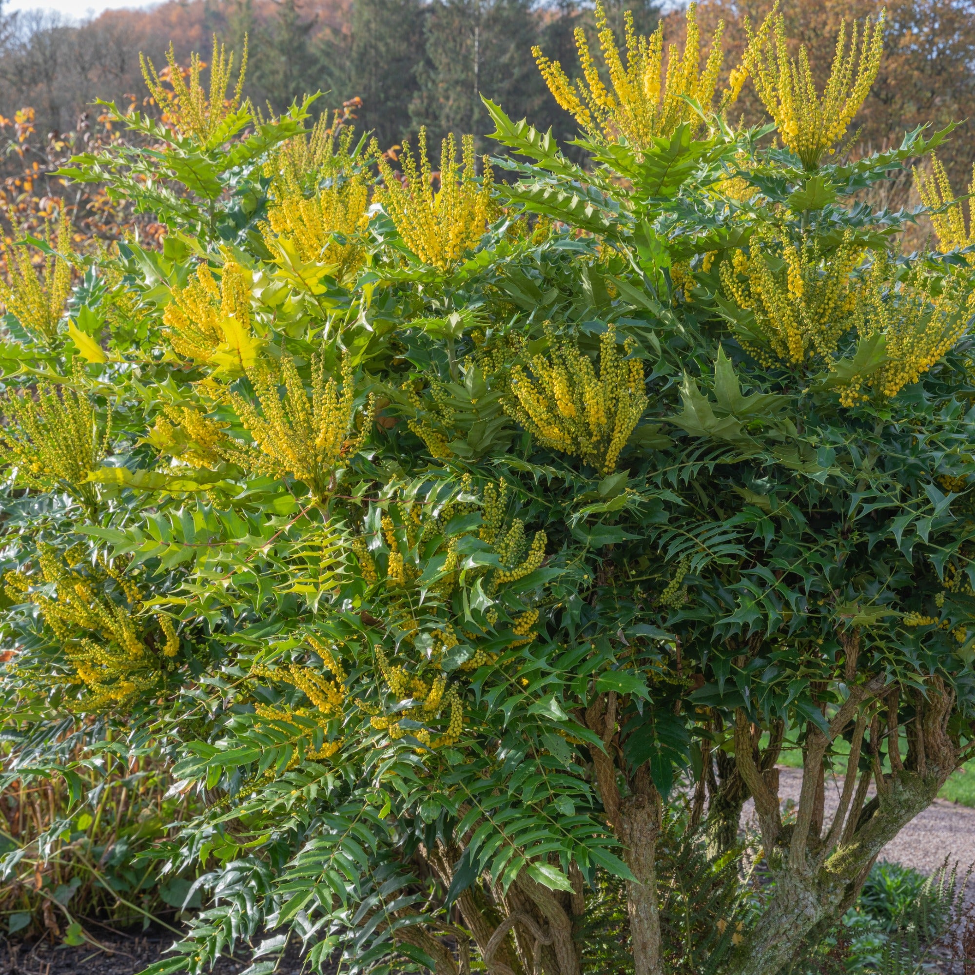 Guide complet pour planter et prendre soin du mahonia