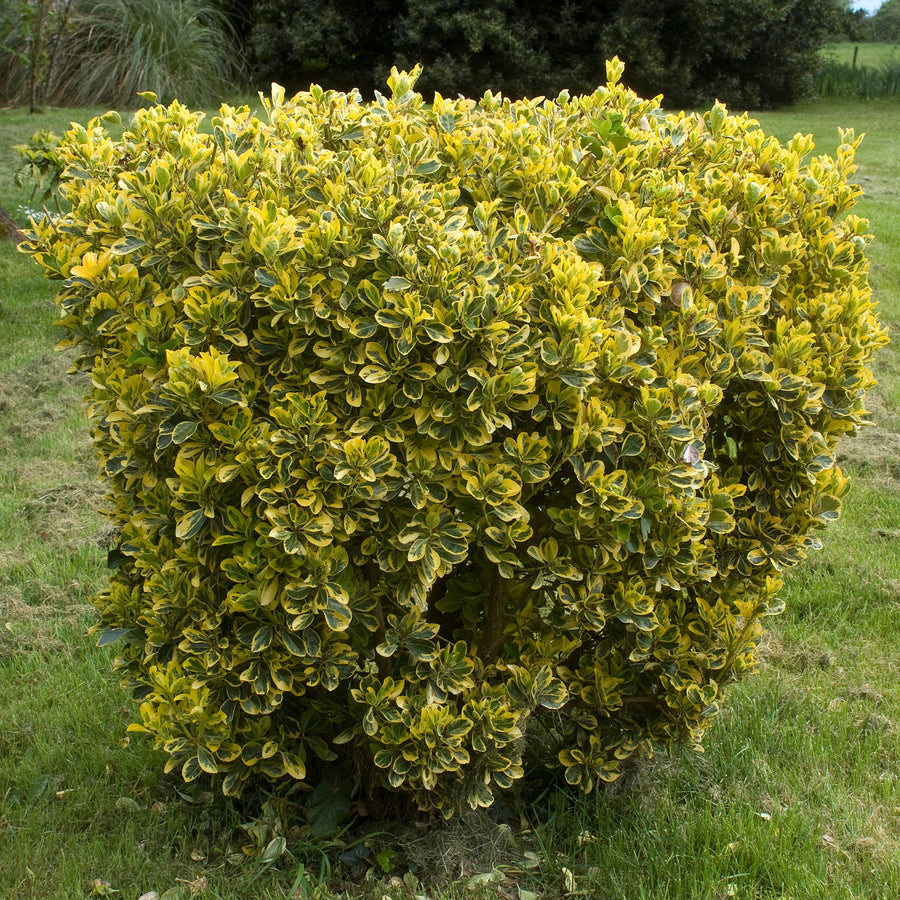 Fusain du Japon ' Aureomarginatus' - Euonymus japonicus aureomarginatus