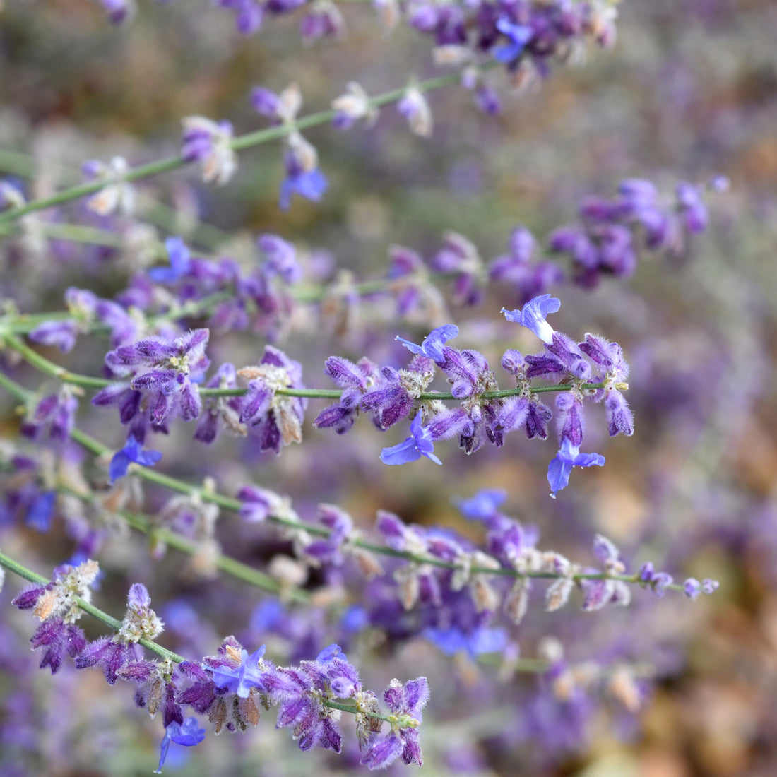 Sauge de Russie - Perovskia | Achat, Vente en ligne - Willemse