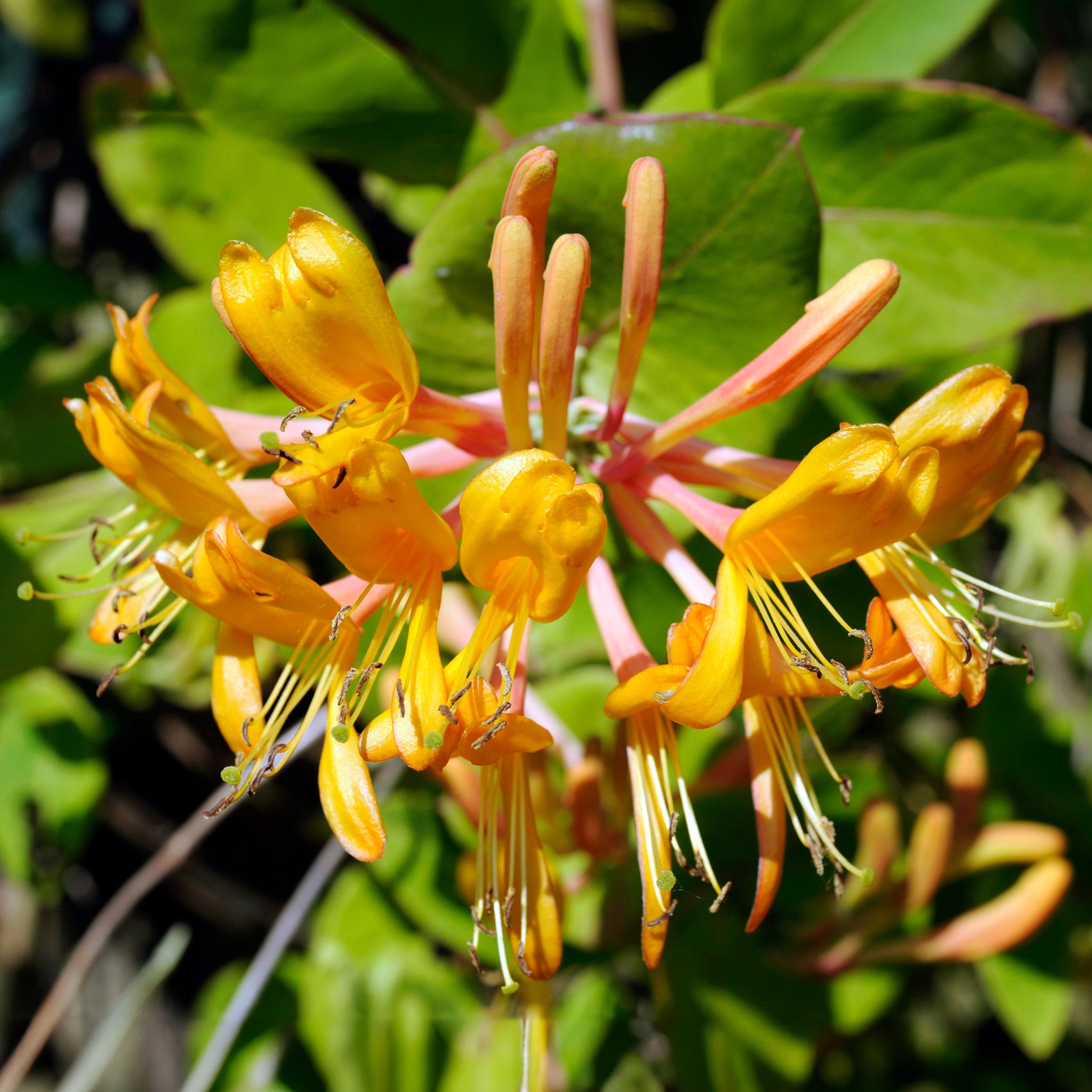 Chèvrefeuille de Henry Copper Beauty - Lonicera henryi Copper Beauty
