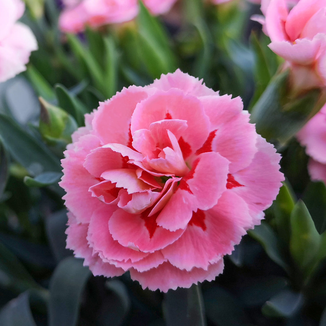 3 Œillets mignardise Alice - Dianthus allwoodii 'alice'
