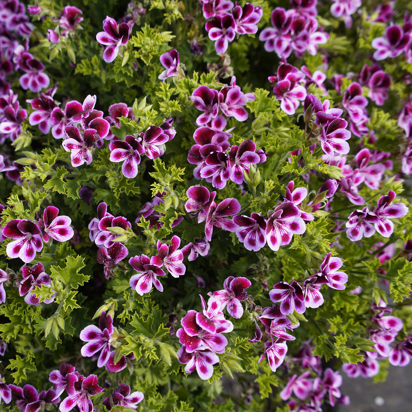 3 Pelargoniums odorants Mosquitaway Eva - Pelargonium 'mosquitaway eva'