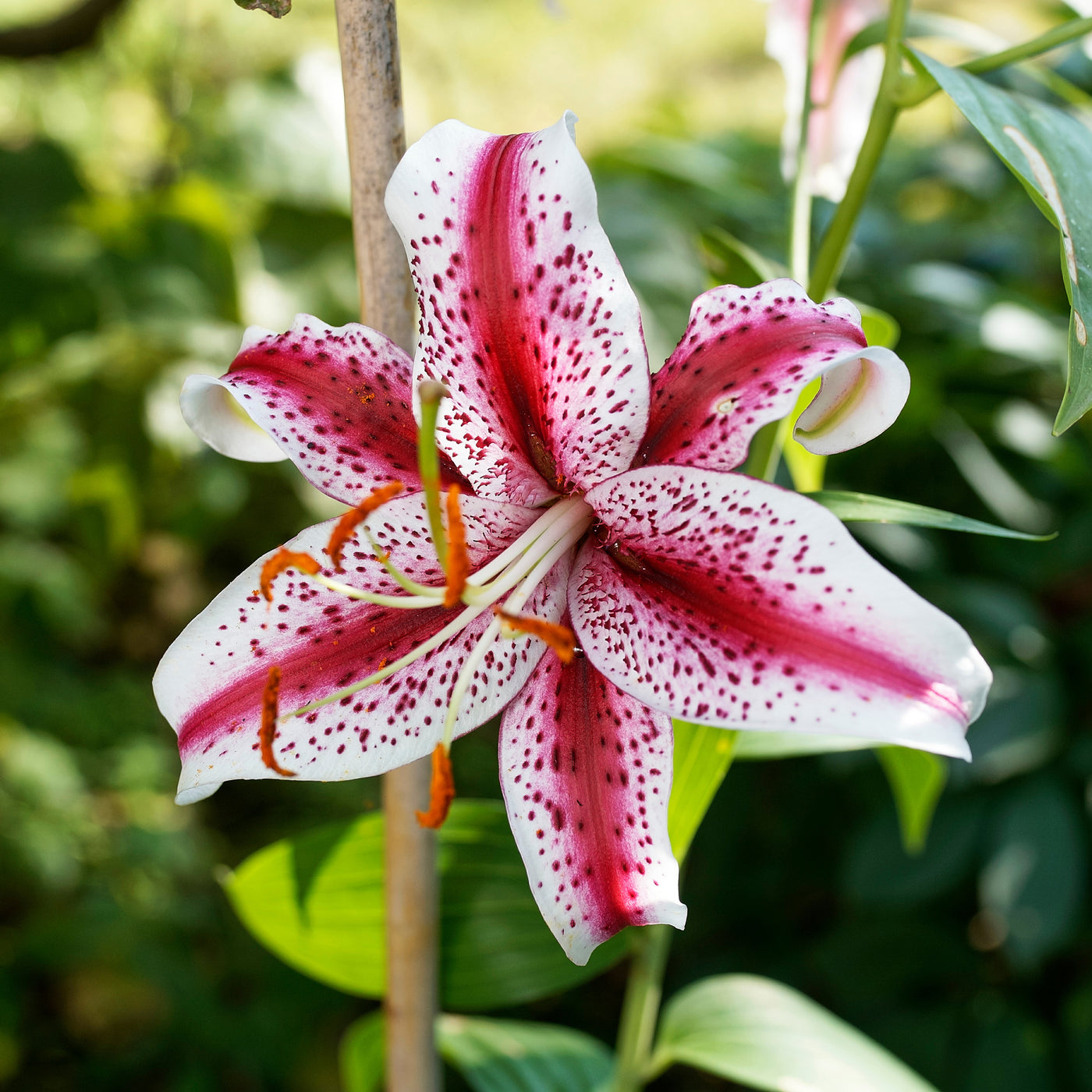 Bulbes 2 Lys Oriental Star Gazer - Lilium Star Gazer
