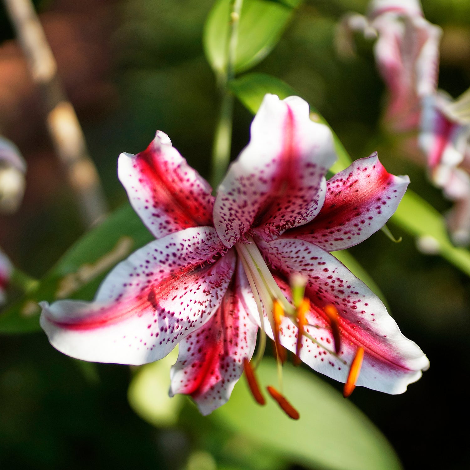 Bulbes 2 Lys Oriental Star Gazer - Lilium Star Gazer
