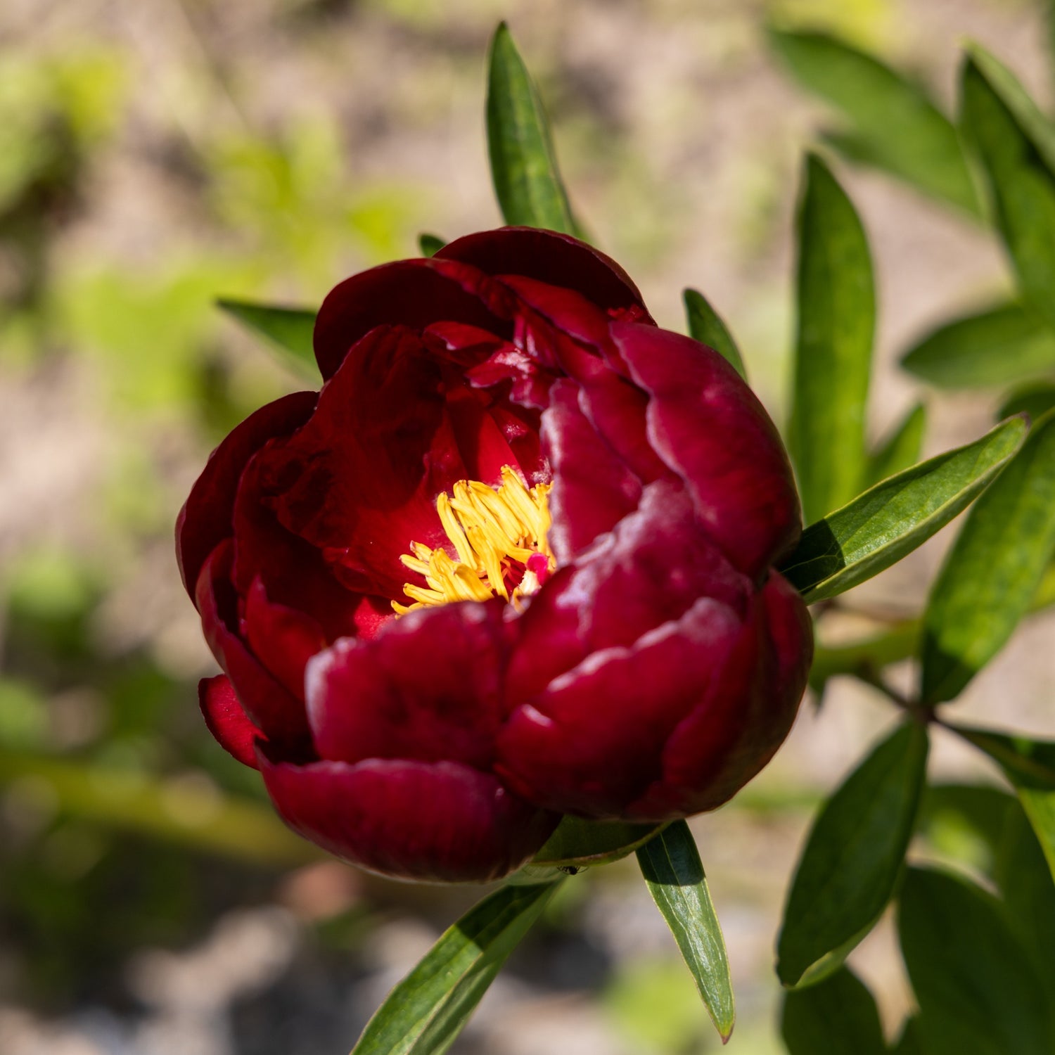 Bulbes Pivoine Bella - Paeonia lactiflora 'bella'