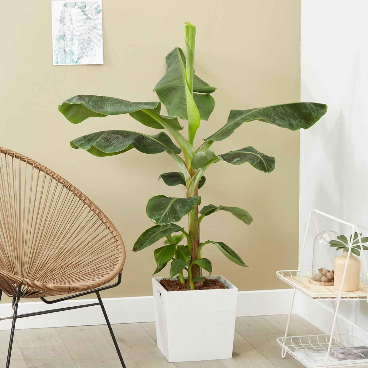 Bananier nain - Musa Dwarf Cavendish