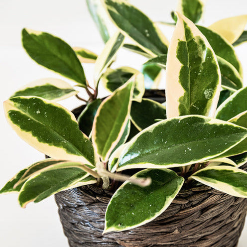 Plante de cire - Hoya carnosa Krimson Queen