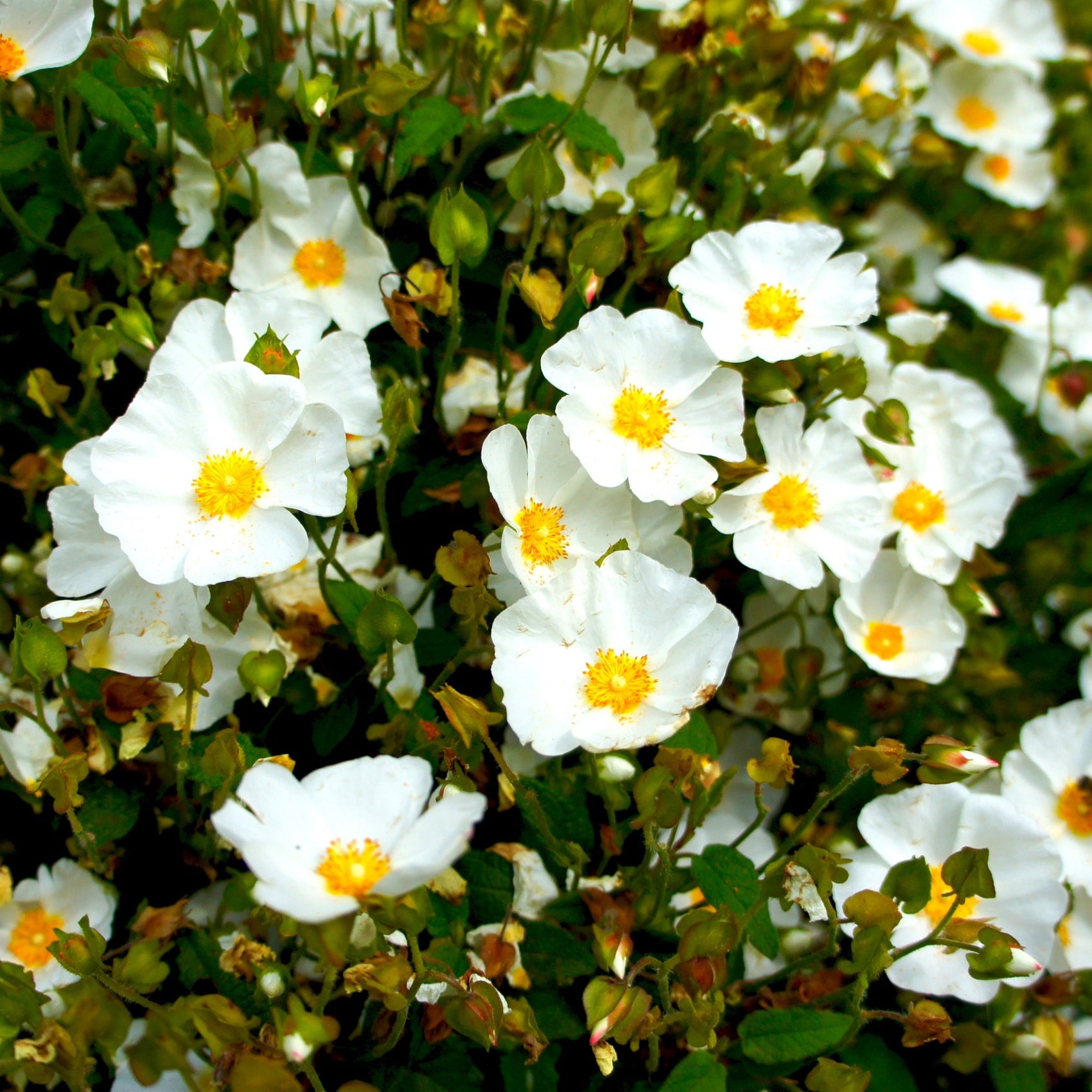 Ciste des Corbières - Cistus corbariensis