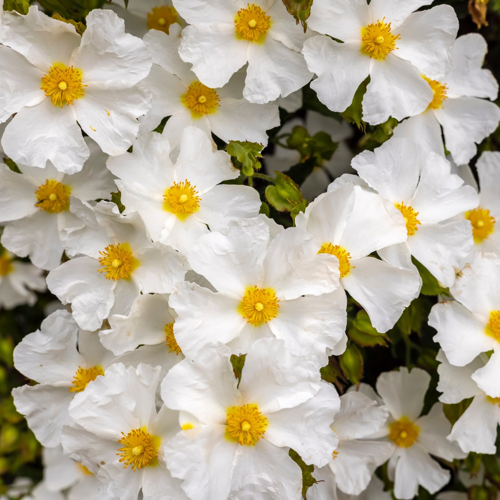 Ciste des Corbières - Cistus corbariensis