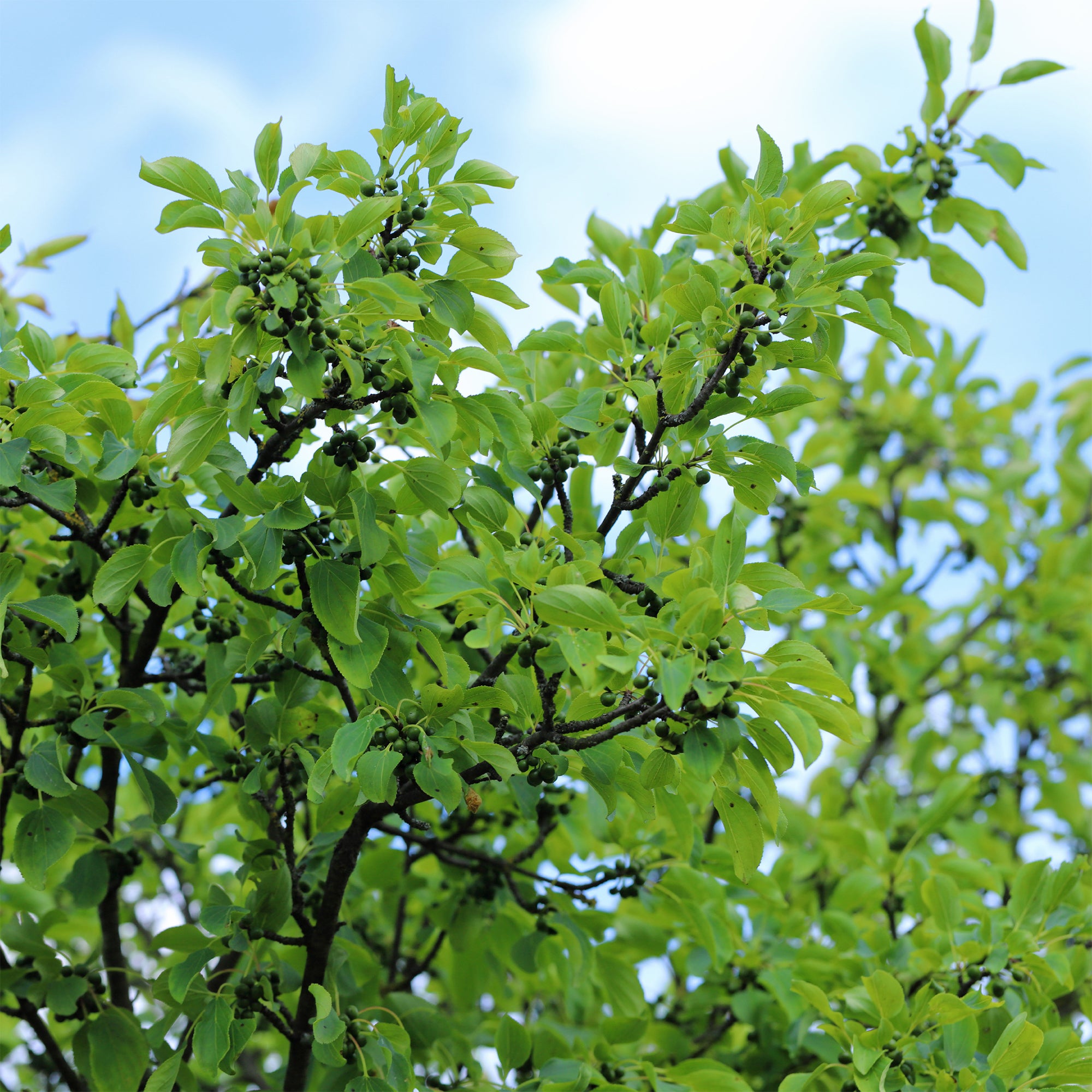 Nerprun purgatif - Rhamnus cathartica