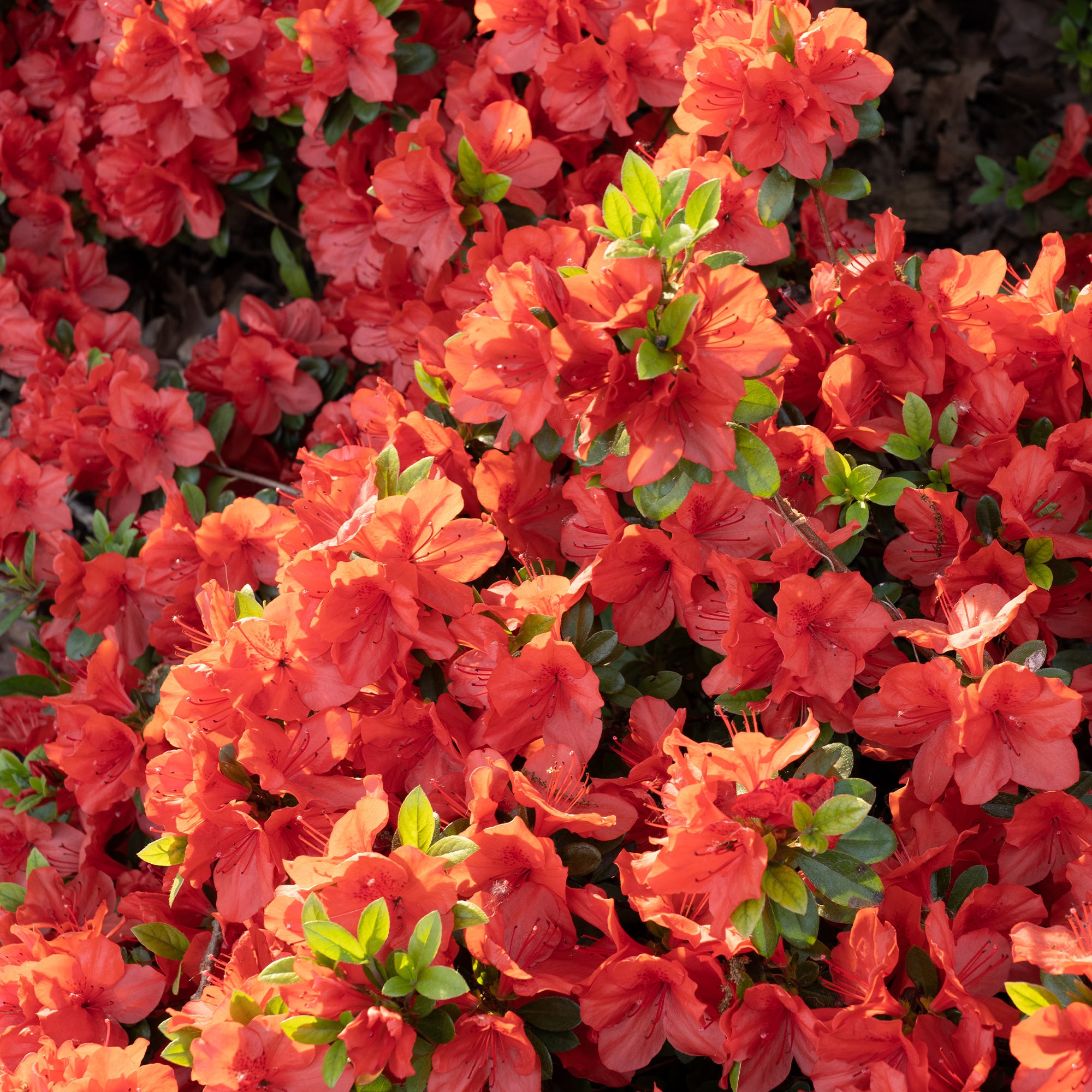 Azalée du Japon Orange Surprise - Azalea japonica Orange Surprise