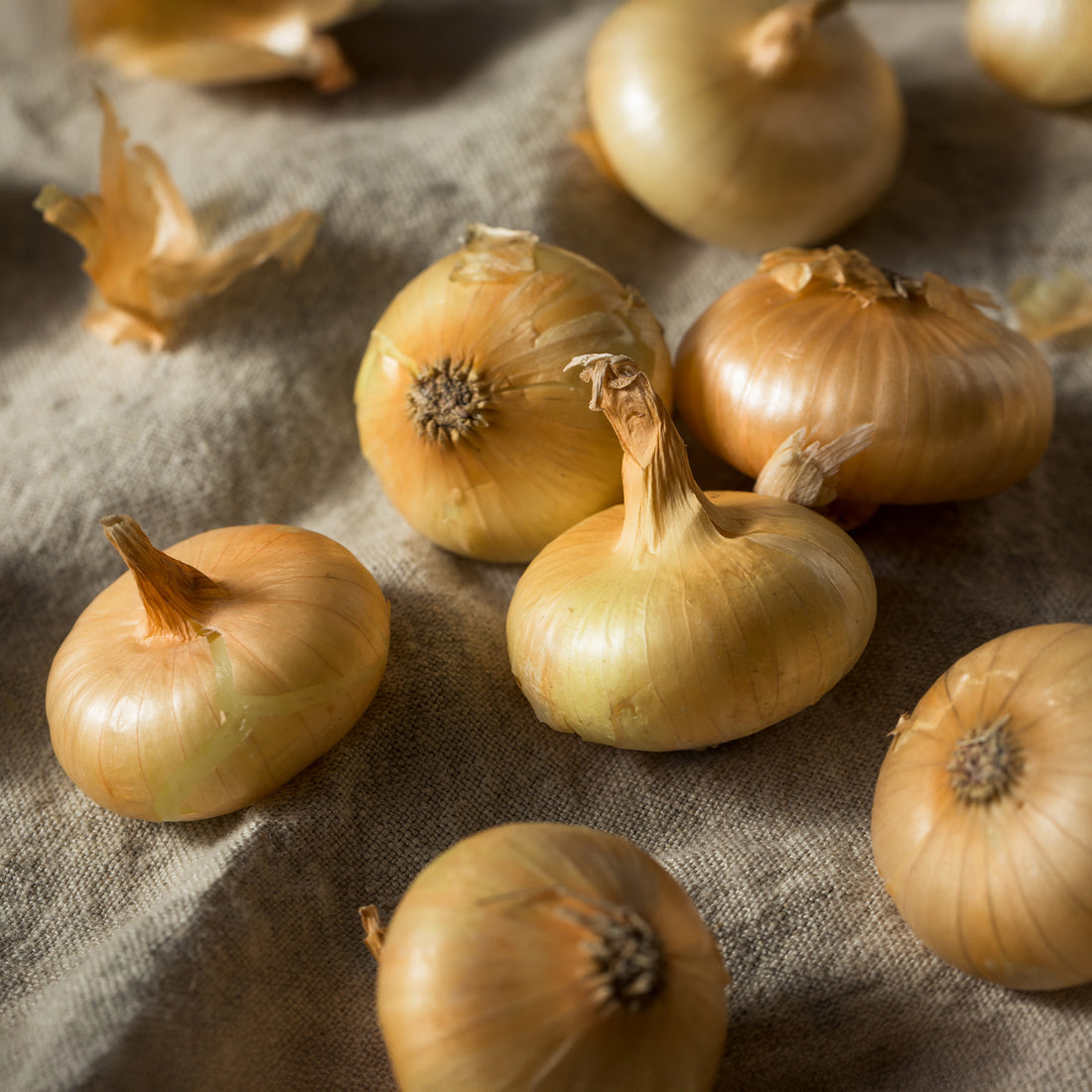 Graines Oignon jaune Paille des Vertus - Allium cepa Paille des Vertus